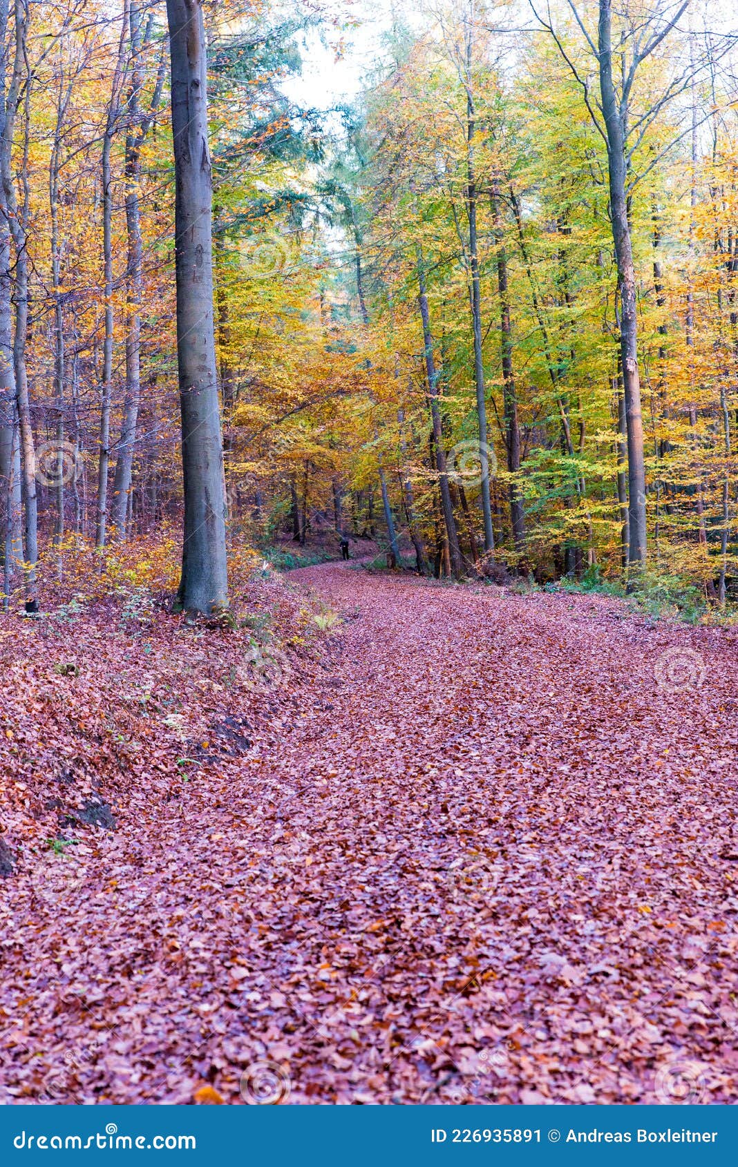 Path through Fall Forest Covered with Leaves Stock Image - Image of ...