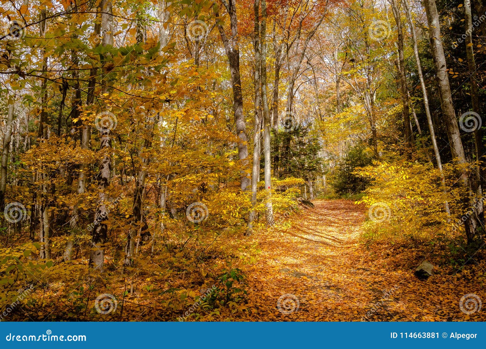 Path through a Fall Forest stock image. Image of deserted - 114663881