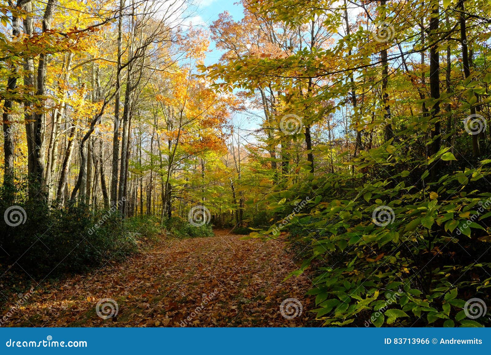 Path through Fall Forest stock photo. Image of fall, woods - 83713966