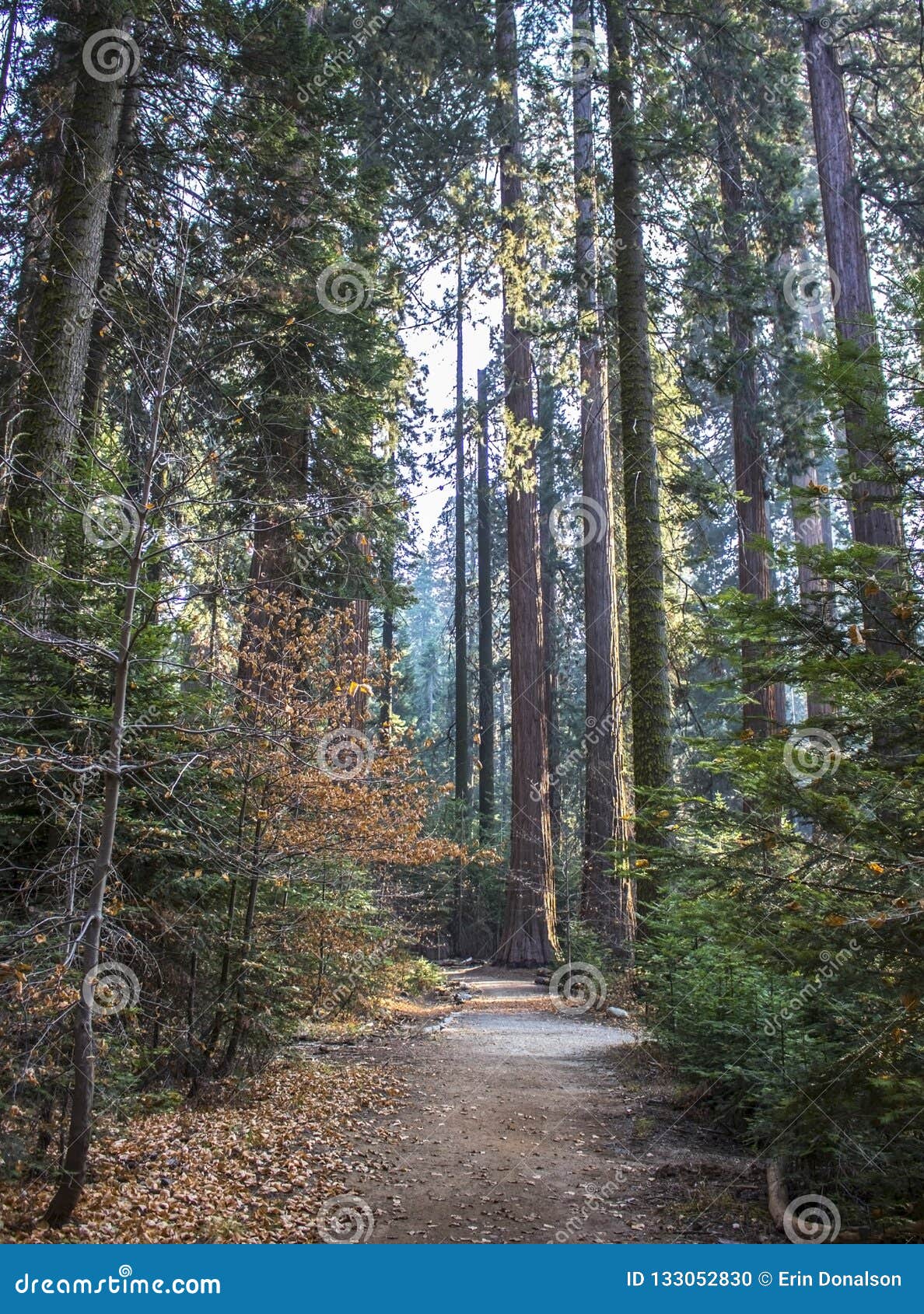 Path through Fall Forest with Trees in California Sierra Nevada Stock ...