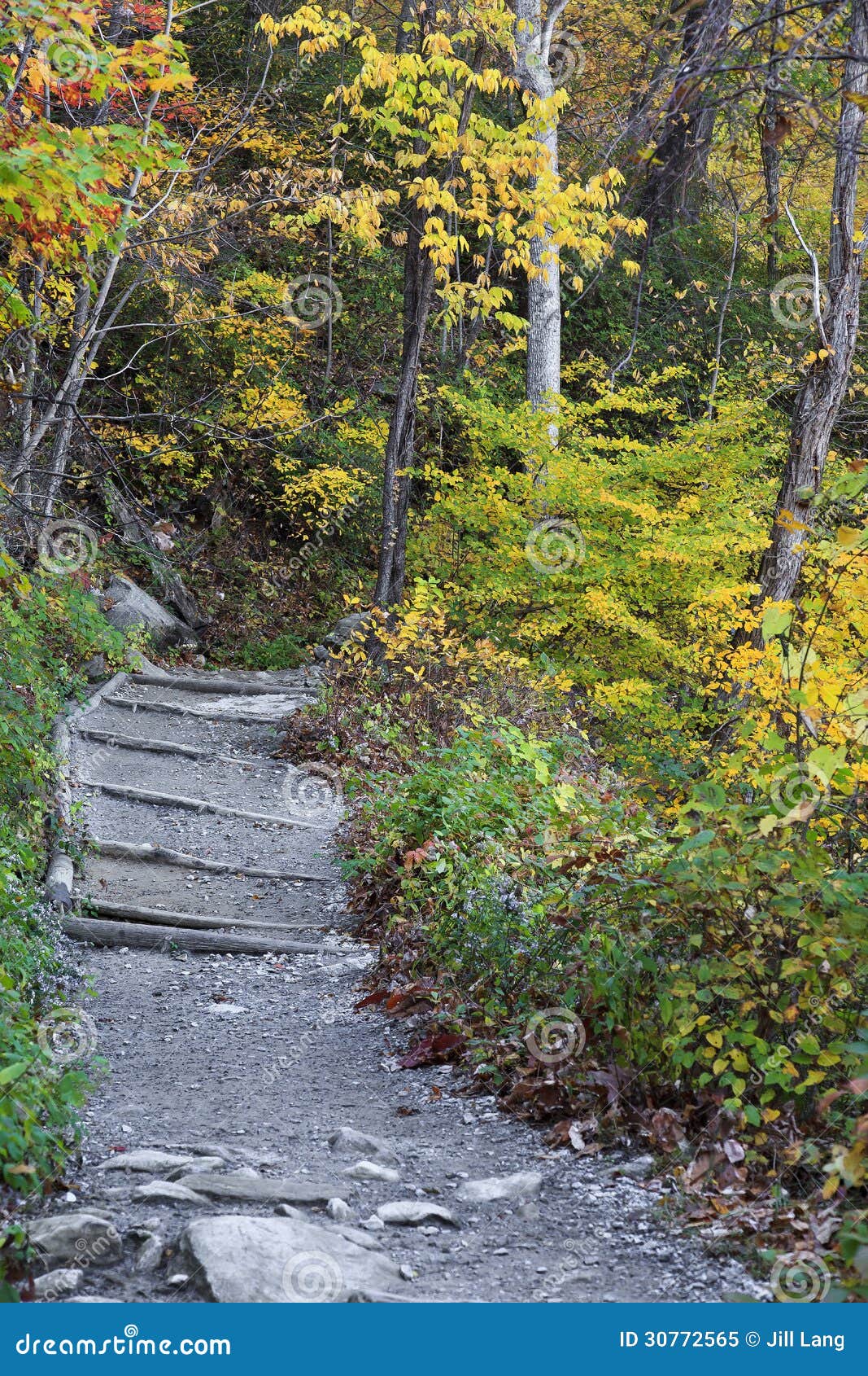 Path in the Fall stock image. Image of colour, forest - 30772565