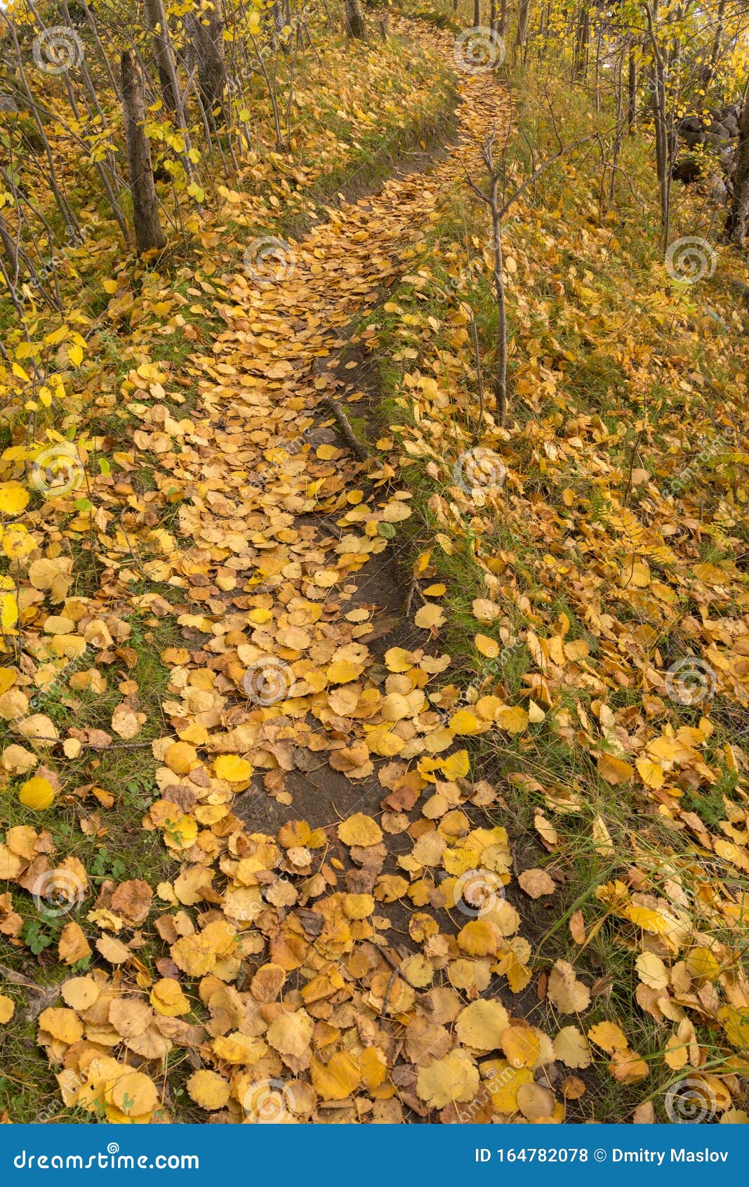 Path with Fallen Autumn Leaves Stock Photo - Image of lane, fall: 164782078