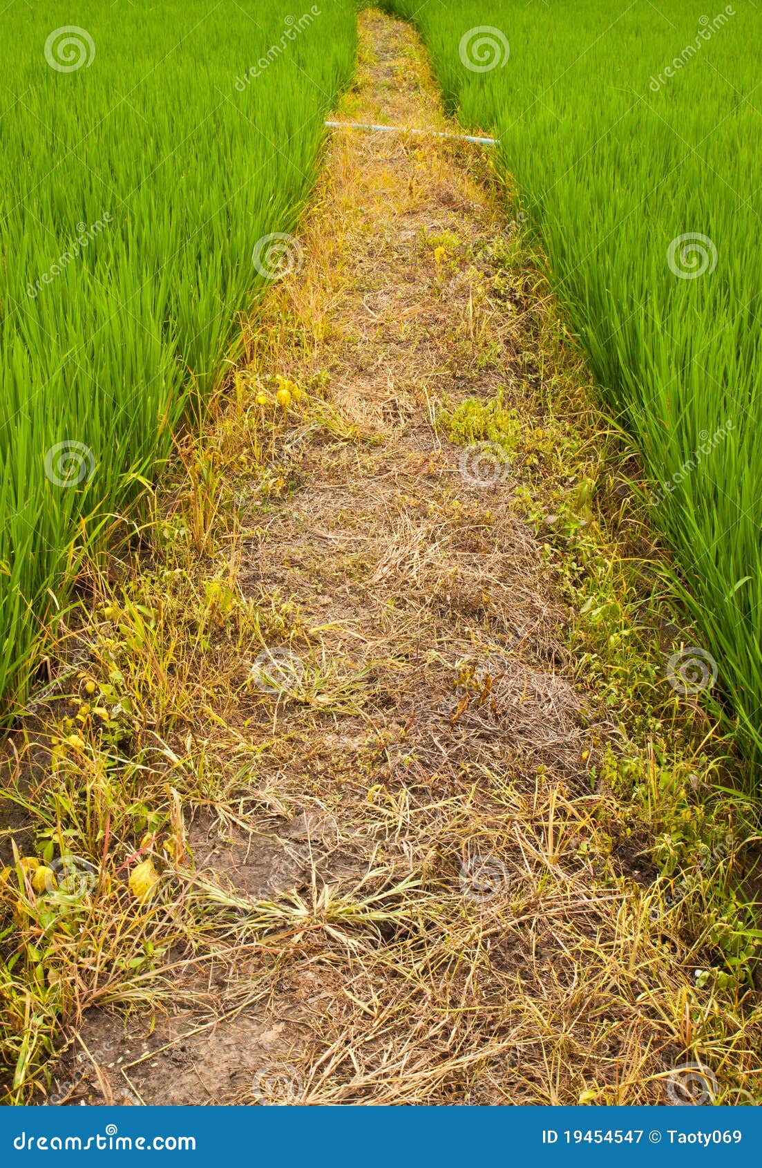 Path Farm Royalty Free Stock Photography - Image: 19454547