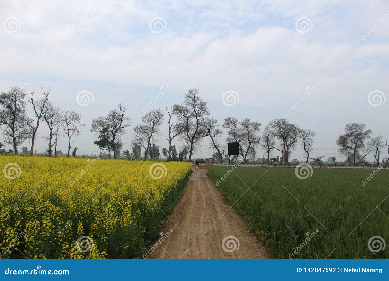 A Path in a Farm with Mustard on One Side and Wheat on Other Stock ...