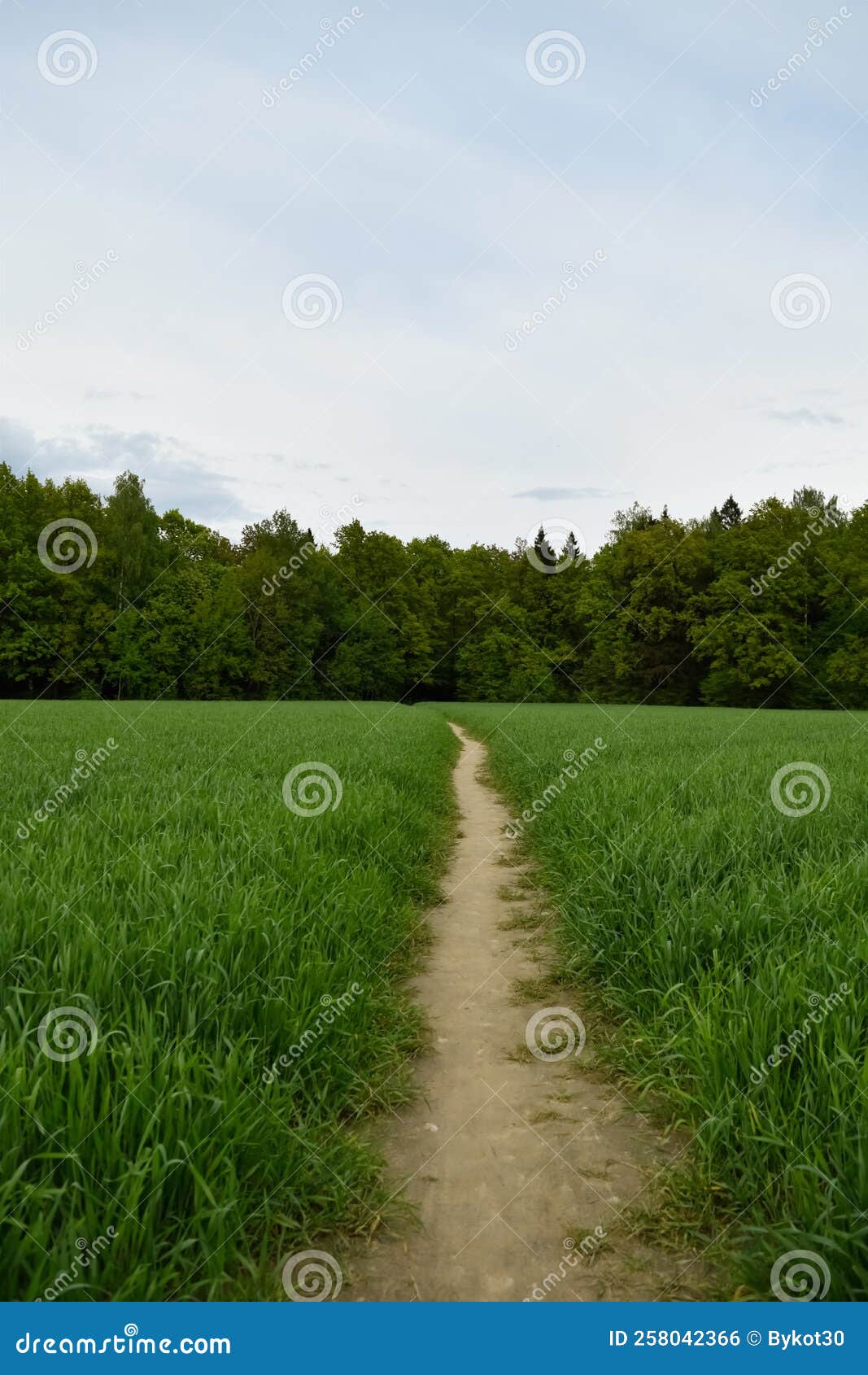 Path in the Green Field Leading To the Forest. Stock Photo - Image of ...