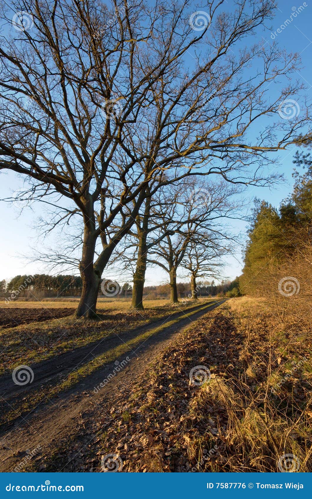 A path through a field stock photo. Image of ground, landscape - 7587776