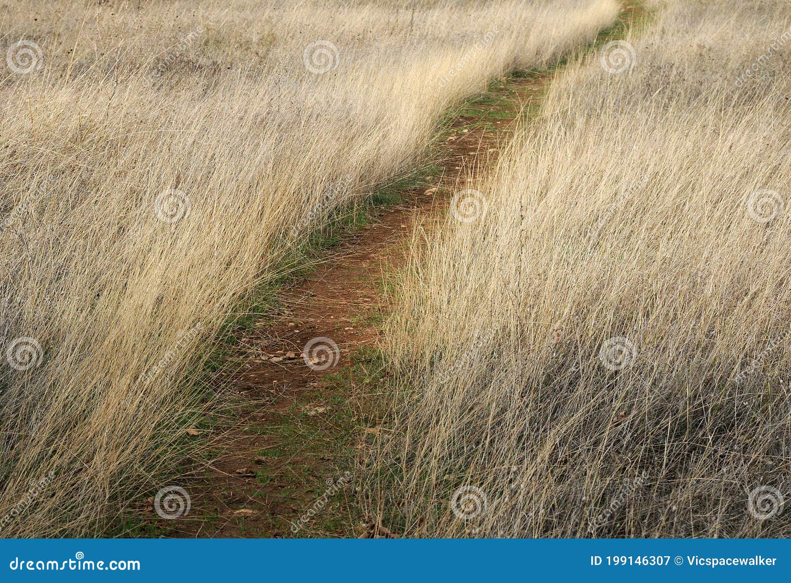 Path in the Field in Autumn Stock Image - Image of fade, scenic: 199146307