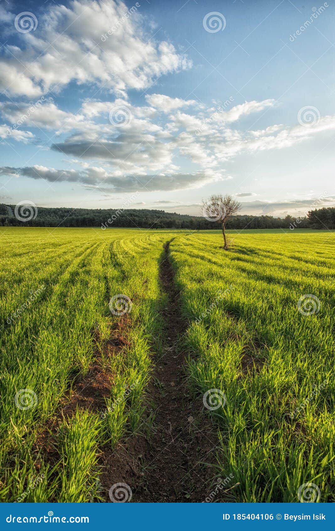 Path in field stock photo. Image of agricultural, horizon - 185404106