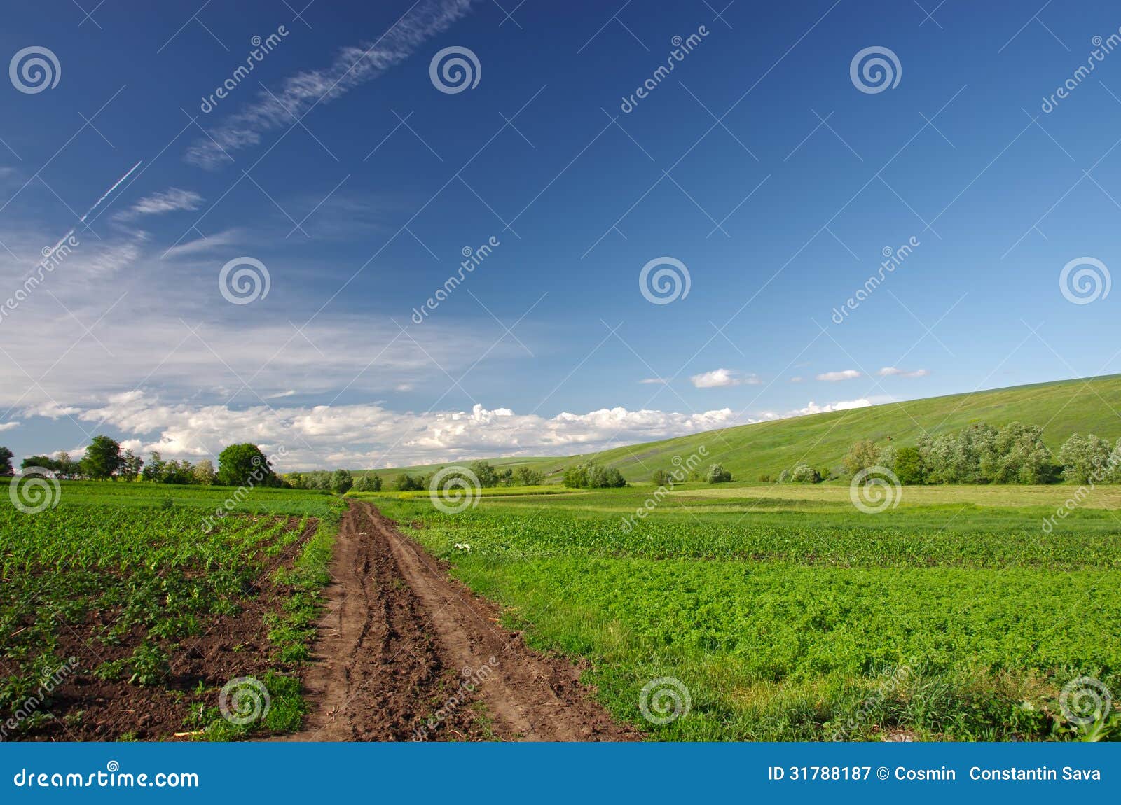 Path through field stock image. Image of country, healthy - 31788187