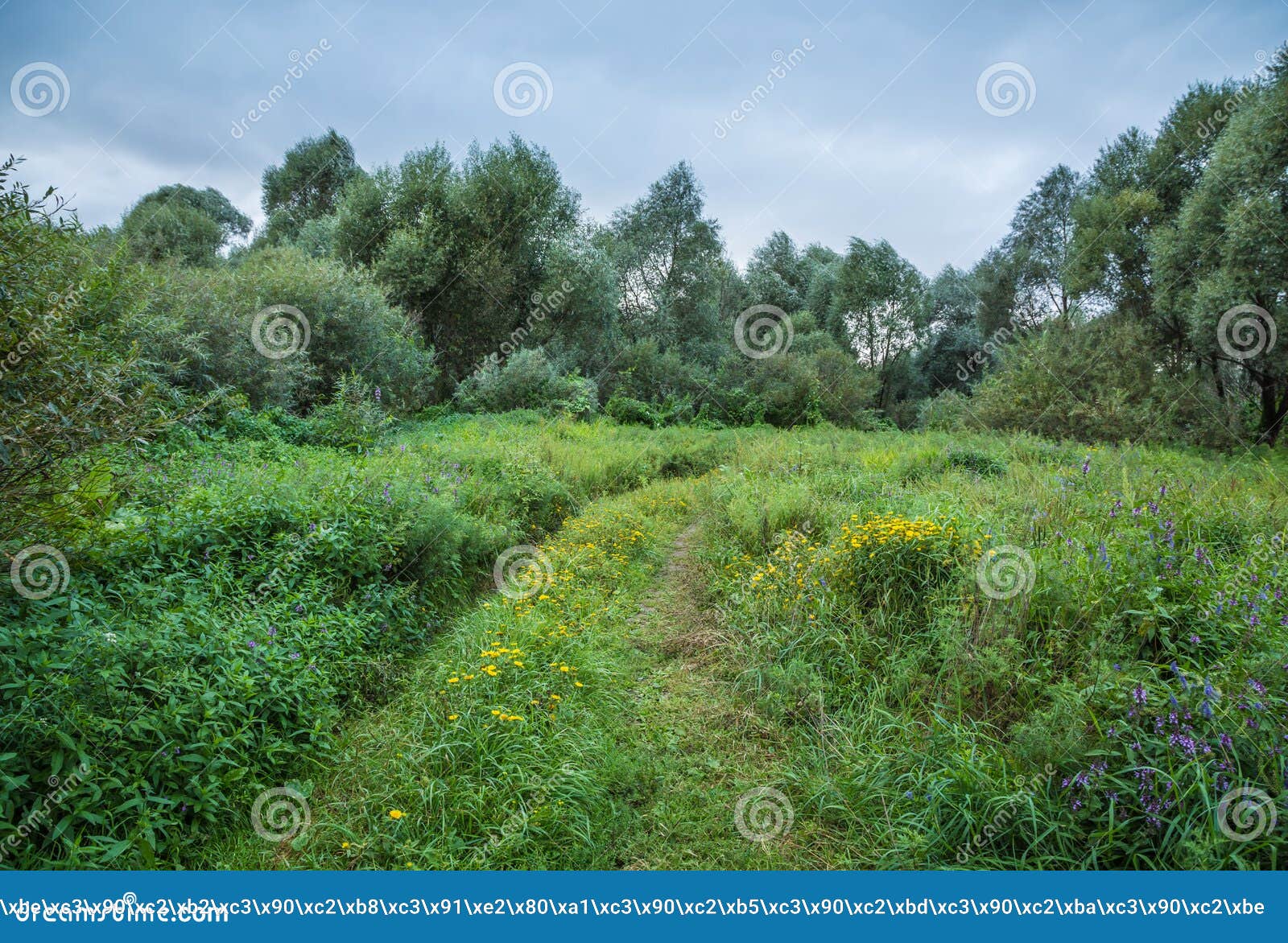 Path through Field and Forest Stock Photo - Image of lush, blooming ...