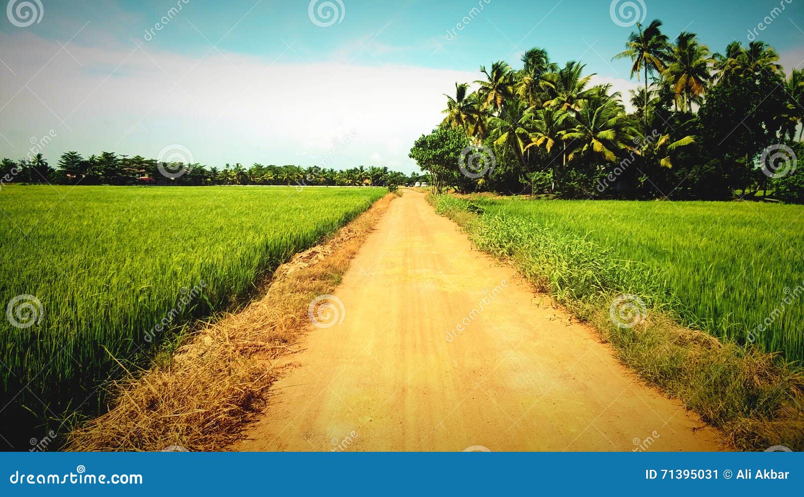 Path between Field stock image. Image of agriculture - 71395031