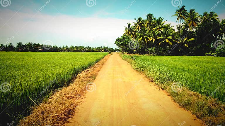 Path between Field stock image. Image of agriculture - 71395031