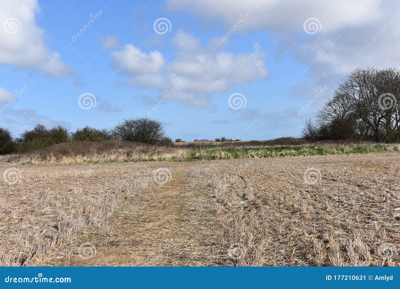 Path in Field Leading through Trees Stock Image - Image of leads ...