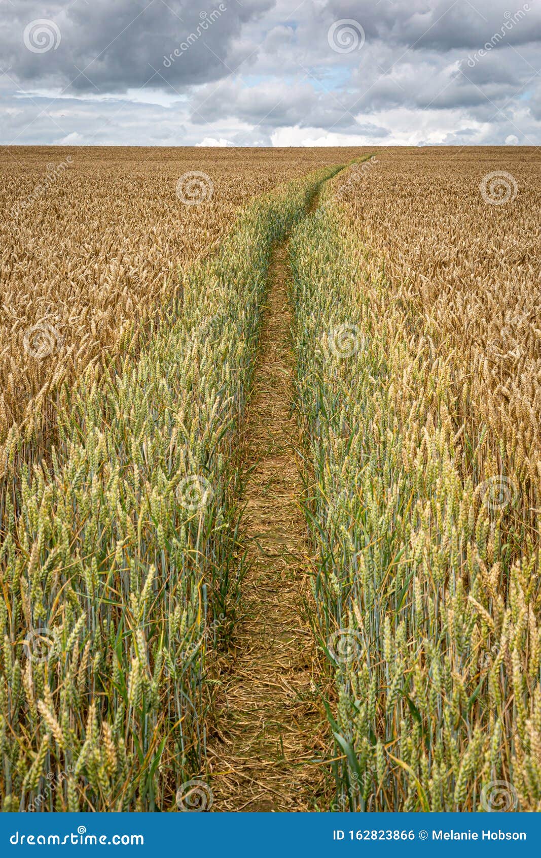 A Path in a Field stock photo. Image of outdoors, light - 162823866