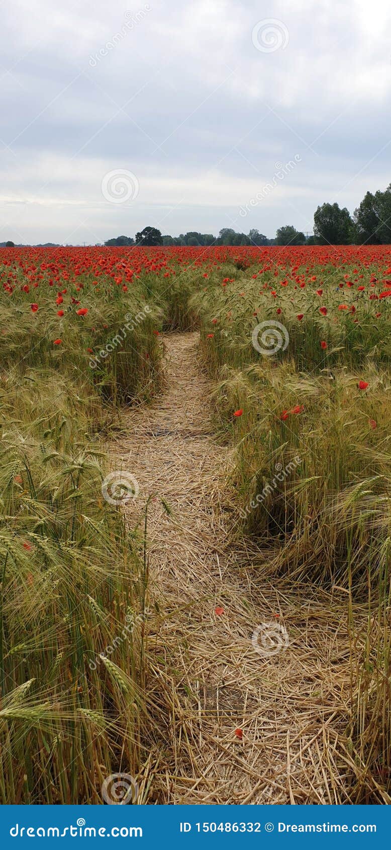 Path in a Field of Poppy and Barley. Stock Photo - Image of poppy, path ...