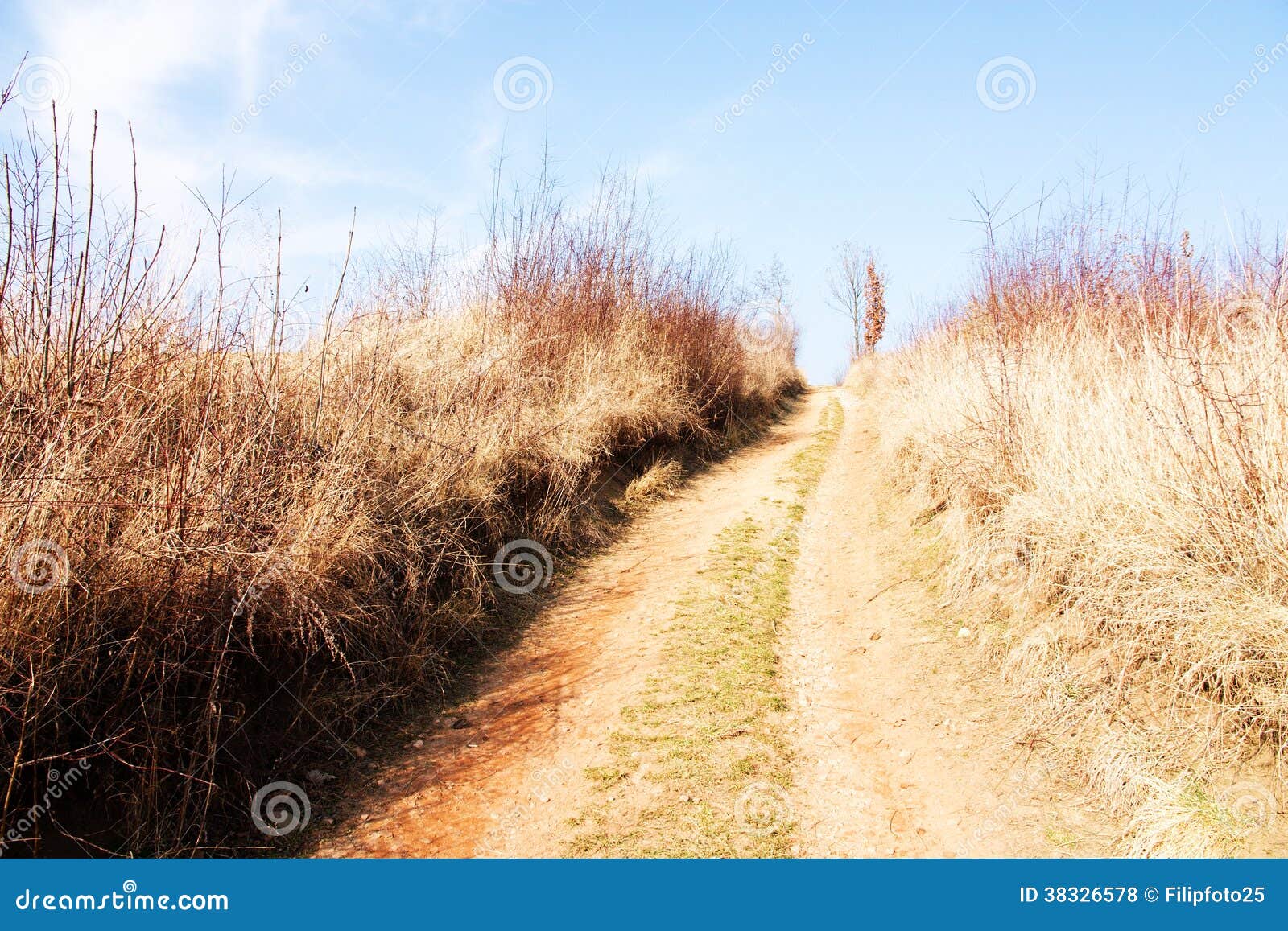 Path through field stock photo. Image of brown, grass - 38326578