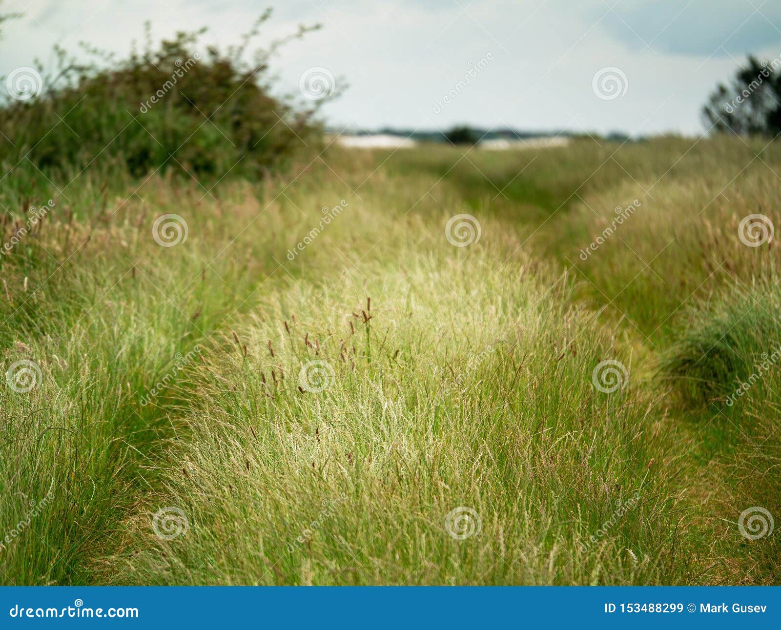 Path in a Field, Cloudy Sky, Summer Nature Landscape Stock Image ...