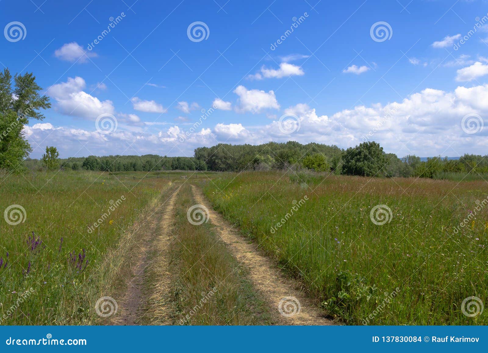 Path through a Field with Thick Grass Stock Photo - Image of bush ...