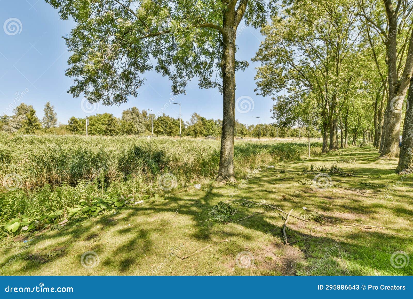 A Path through a Field with Trees and Grass Stock Image - Image of ...