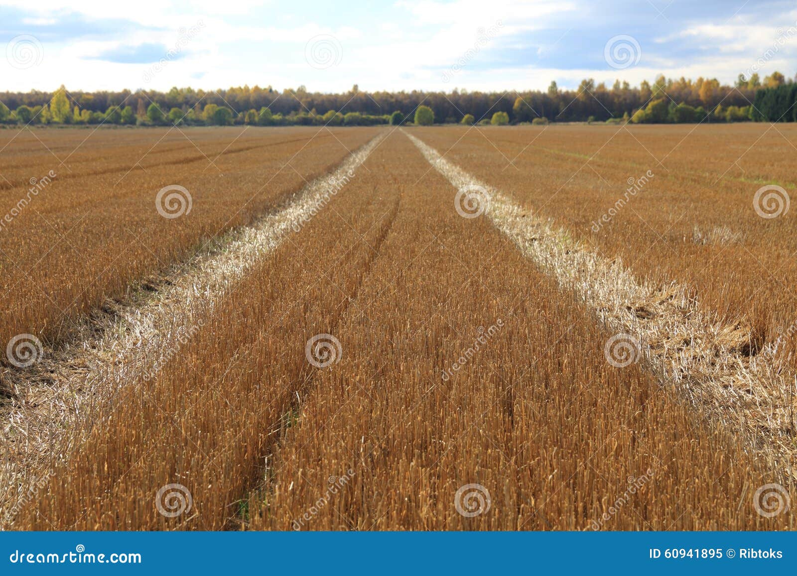 Path in the field stock image. Image of cereal, idyllic - 60941895
