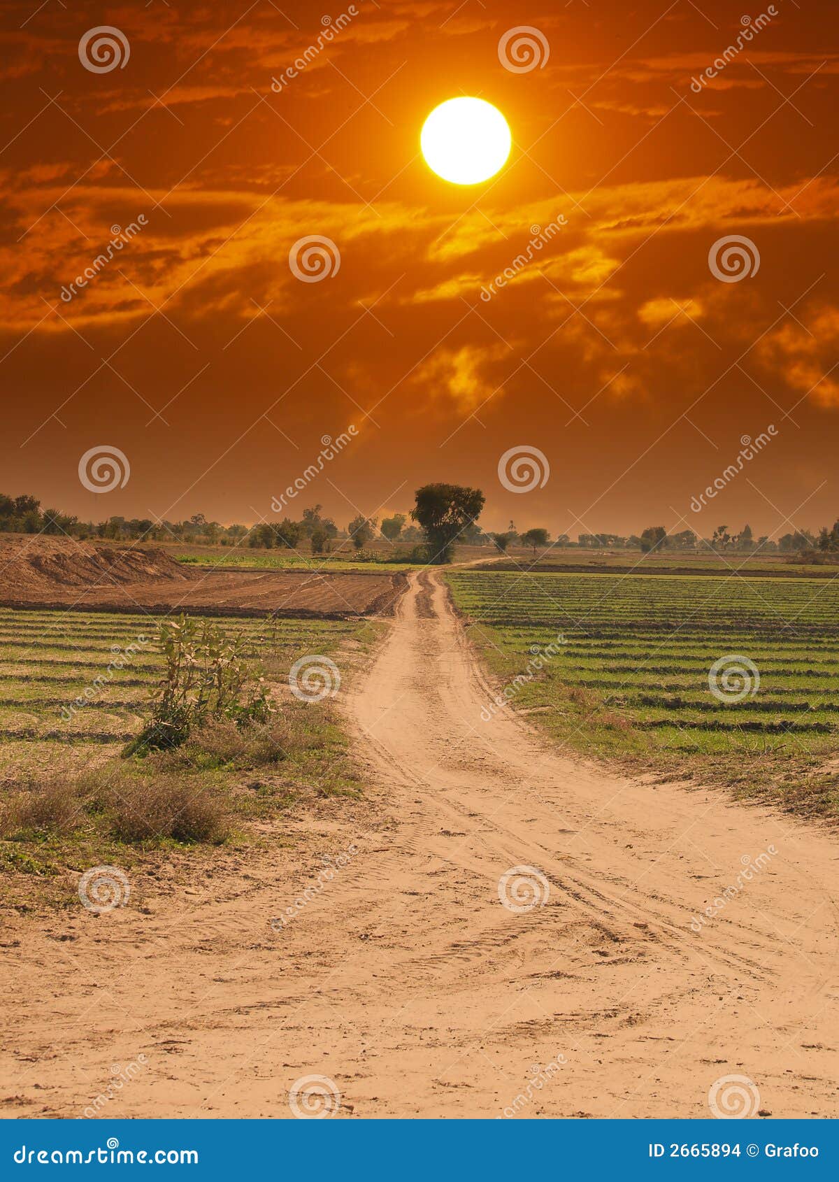 Path in the fields stock photo. Image of farm, peaceful - 2665894