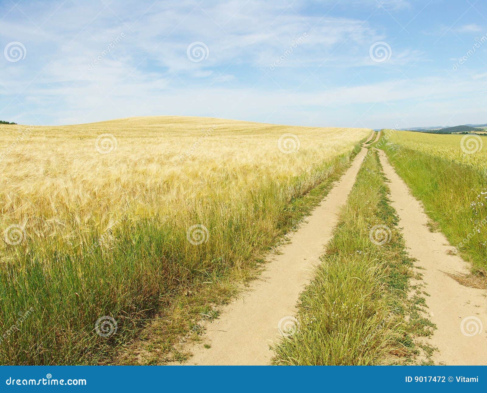 Path between fields stock photo. Image of growing, field - 9017472