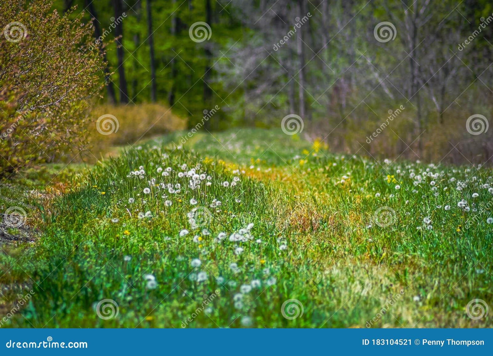 Spring Meadow Path into the Woods Stock Image - Image of wildflowers ...