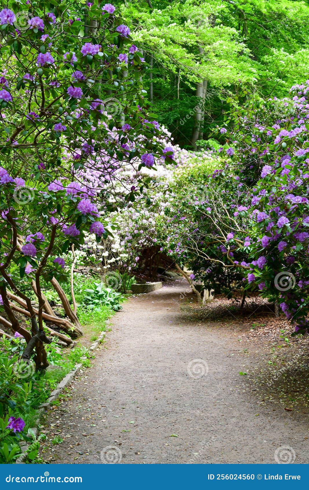 Path among Flower Bushes an Trees in Summer Stock Photo - Image of ...
