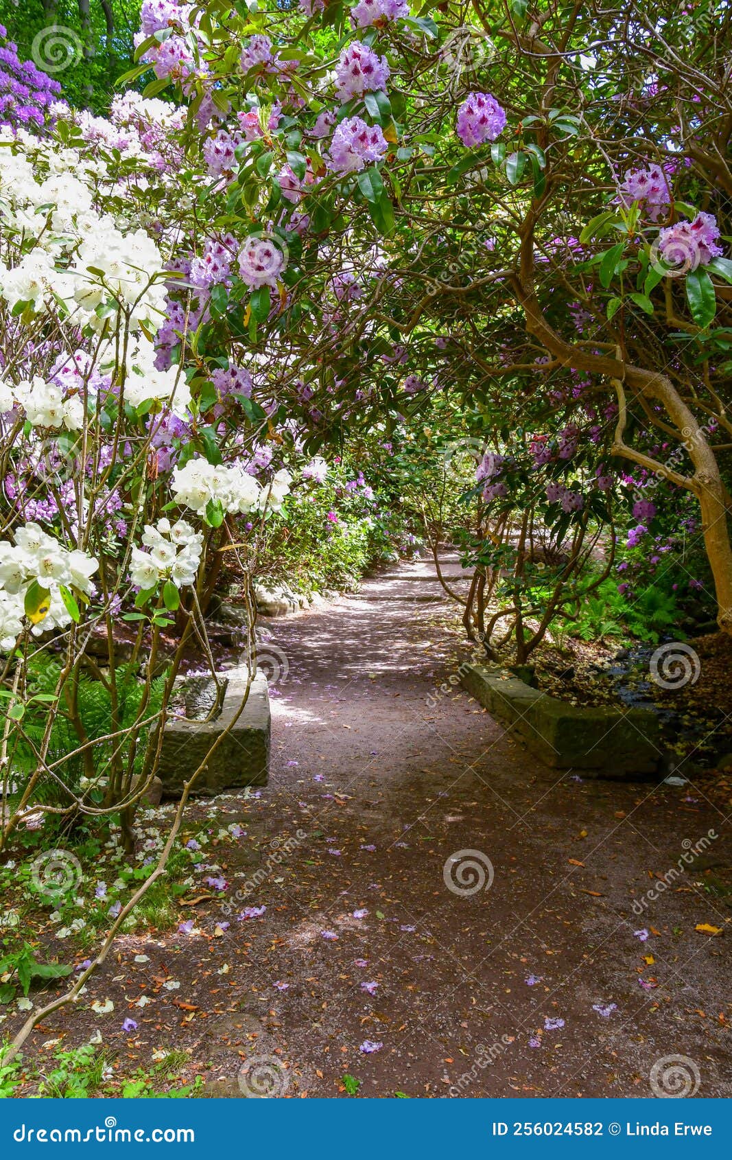 Path among Flower Bushes an Trees in Summer Stock Photo - Image of ...