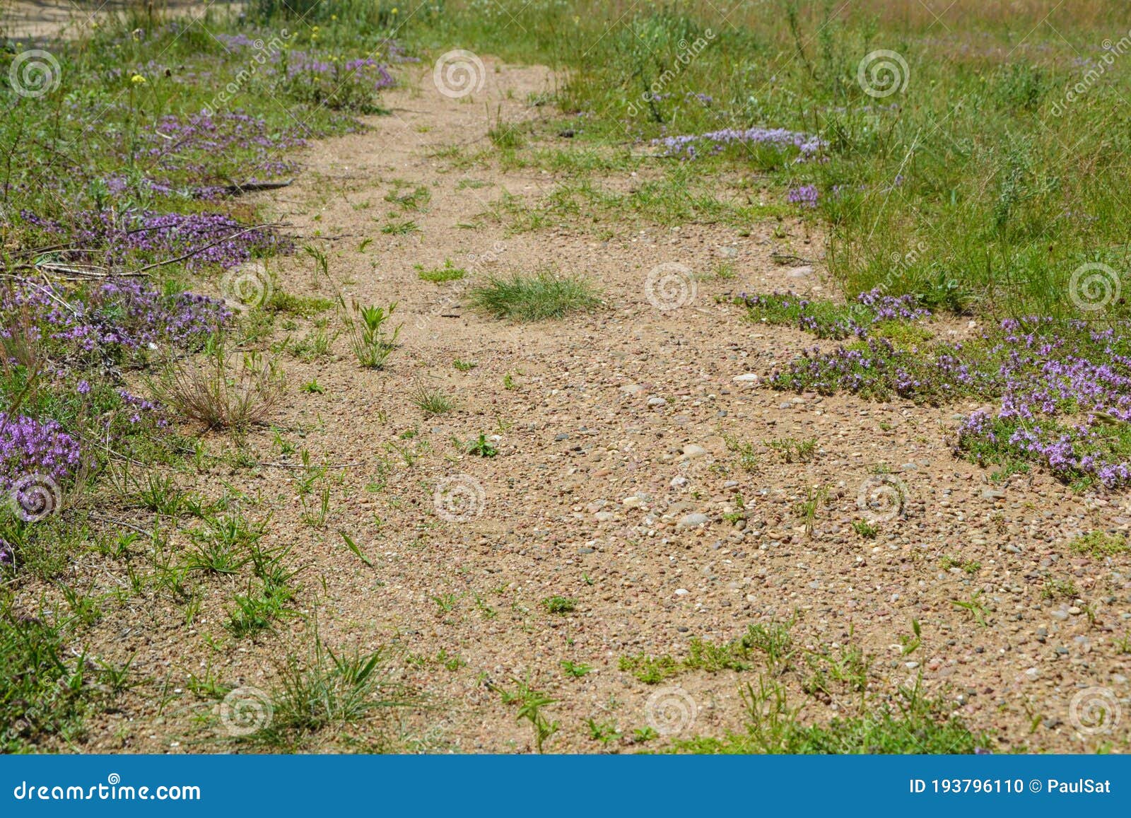 Path through a Flowered Meadow Stock Photo - Image of natural, season ...