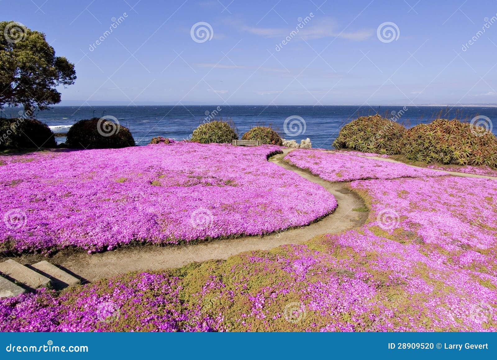 Path through the flowers stock photo. Image of coast - 28909520
