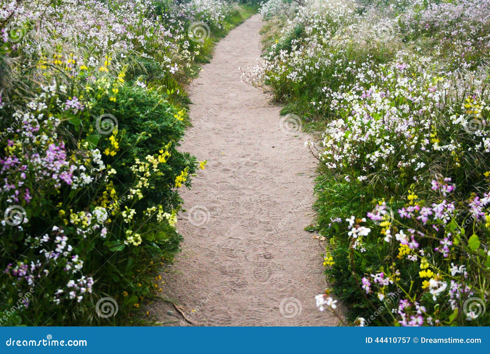Path among the Flowers stock image. Image of wildflower - 44410757