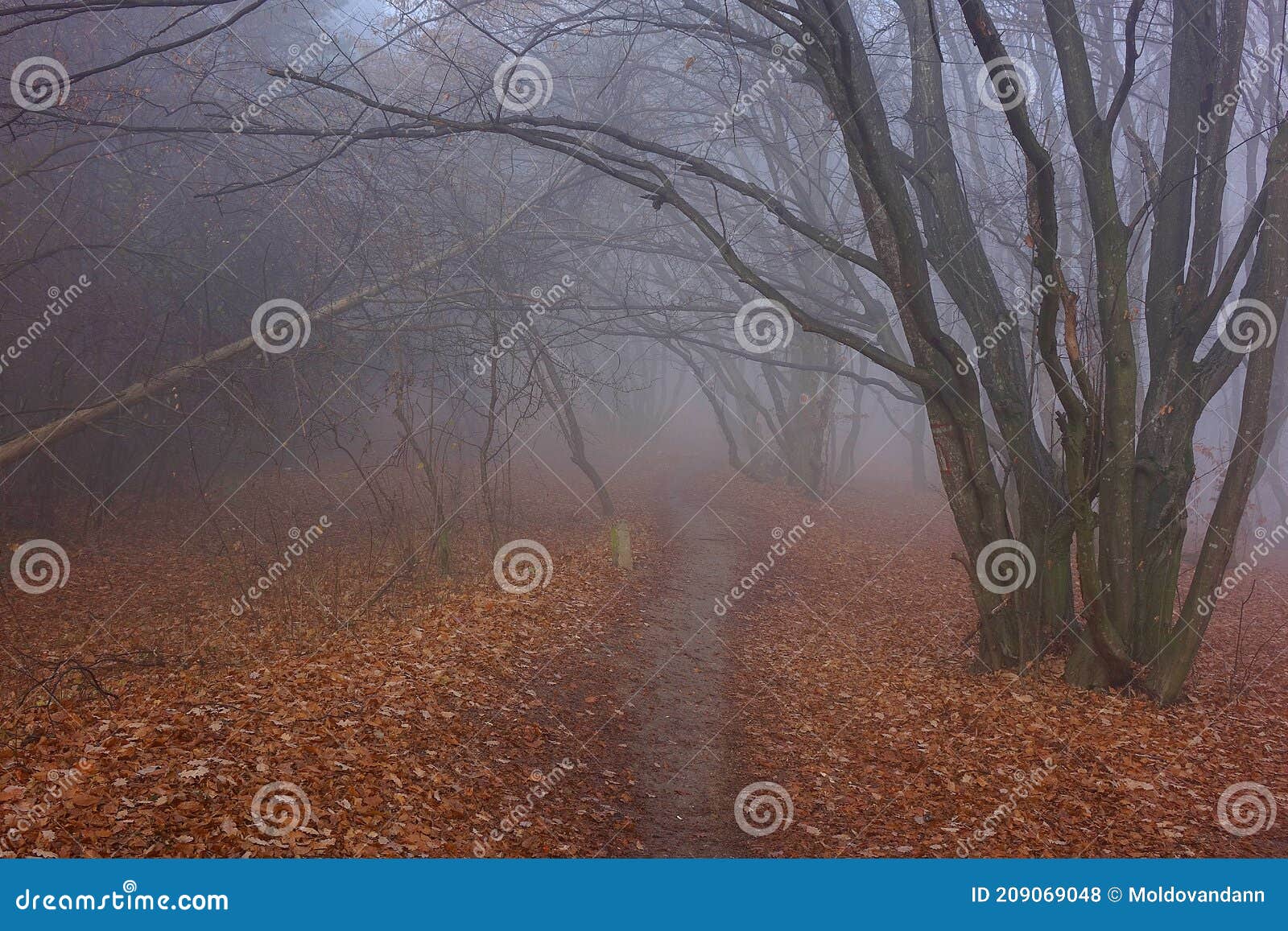 Path through the fog stock photo. Image of branch, nature - 209069048