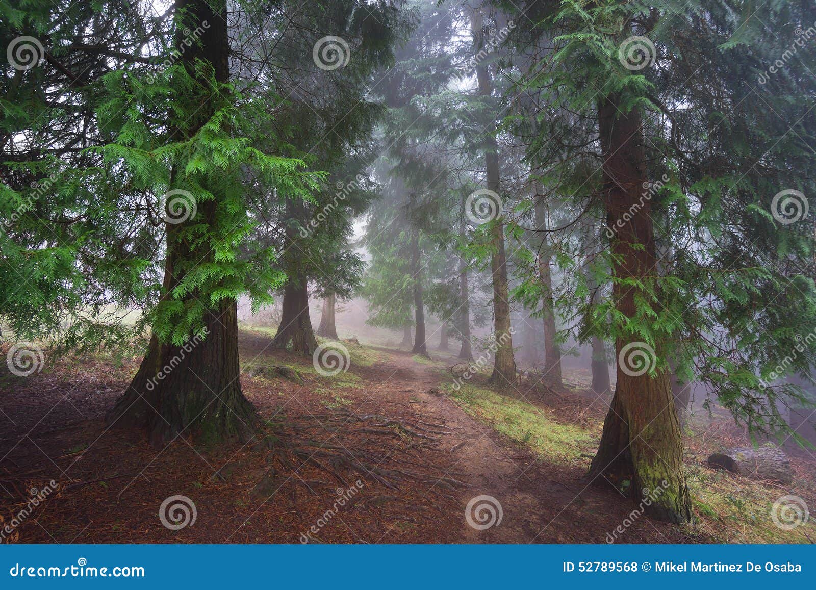 Path in foggy forest stock photo. Image of misty, footpath - 52789568