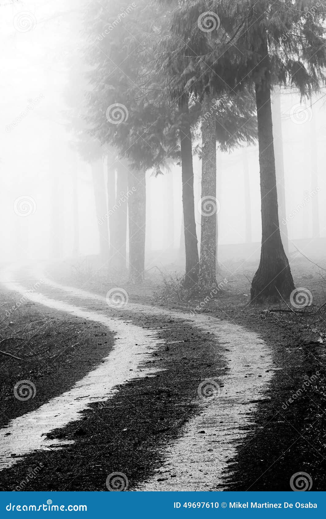Path in the foggy forest stock photo. Image of road, trail - 49697610