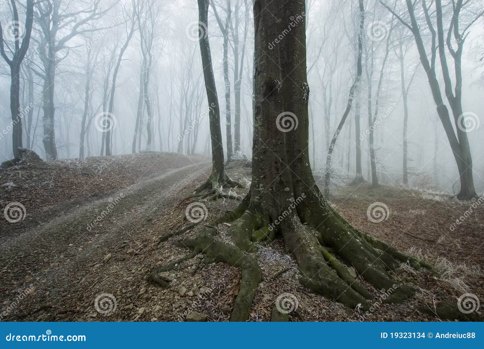 Path through a Foggy Forest with an Old Tree Stock Photo - Image of ...