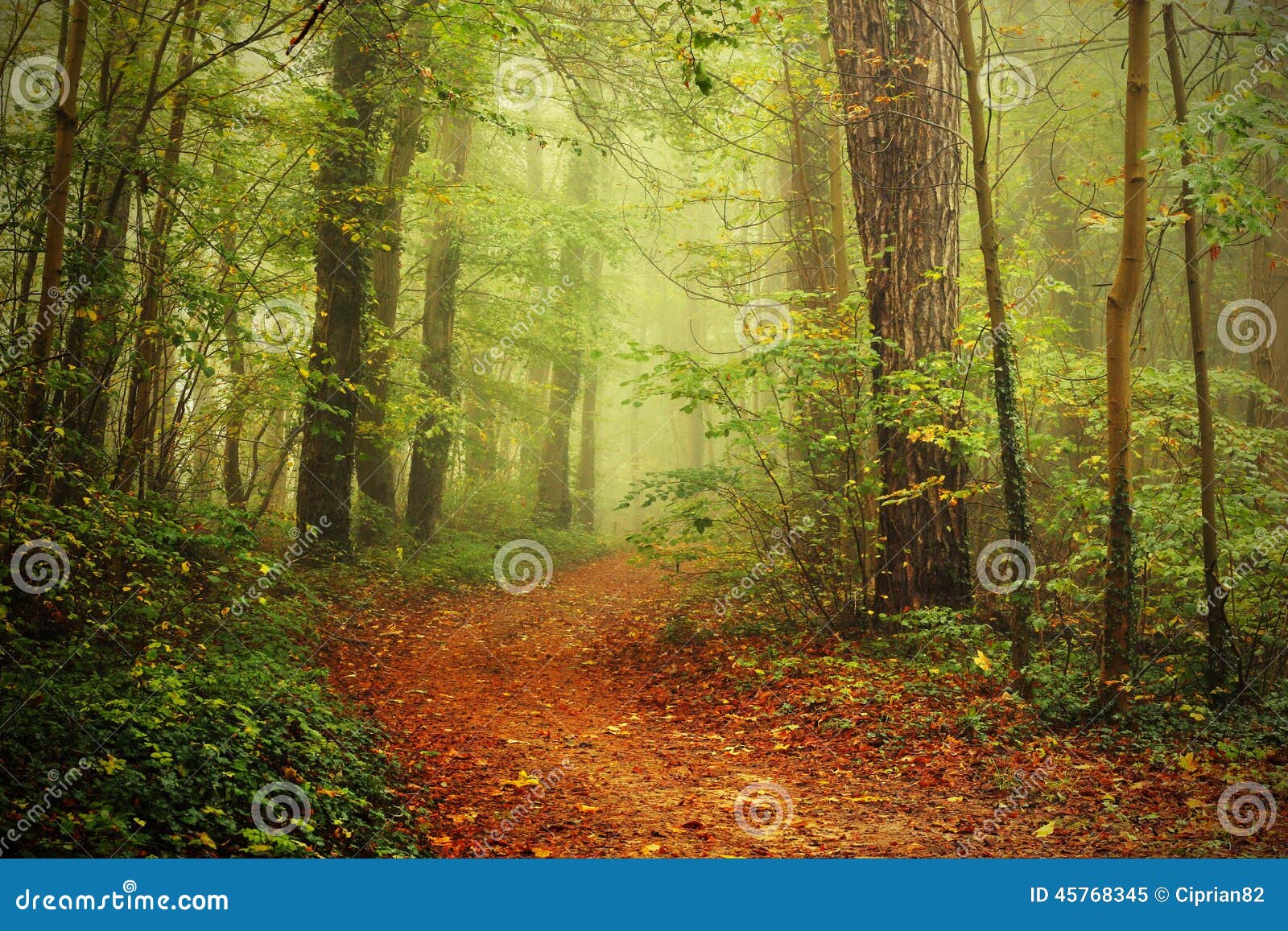 Path in a foggy forest stock image. Image of forest, countryside - 45768345