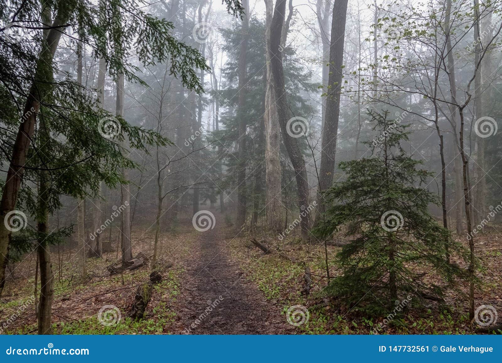 Path through a Foggy Forest in Spring Stock Image - Image of woodland ...
