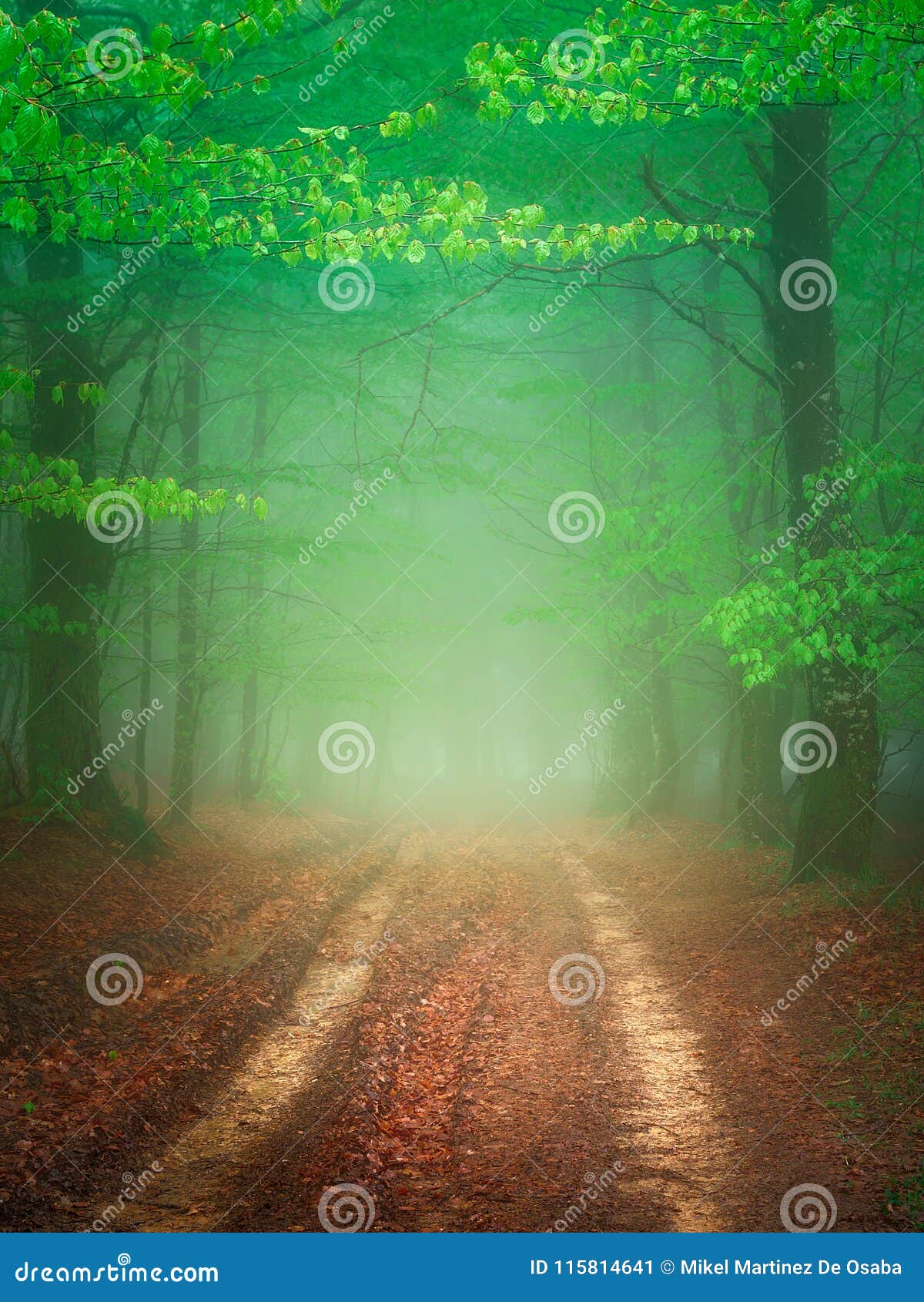 Path in Foggy Forest at Spring Stock Image - Image of pathway, misty ...