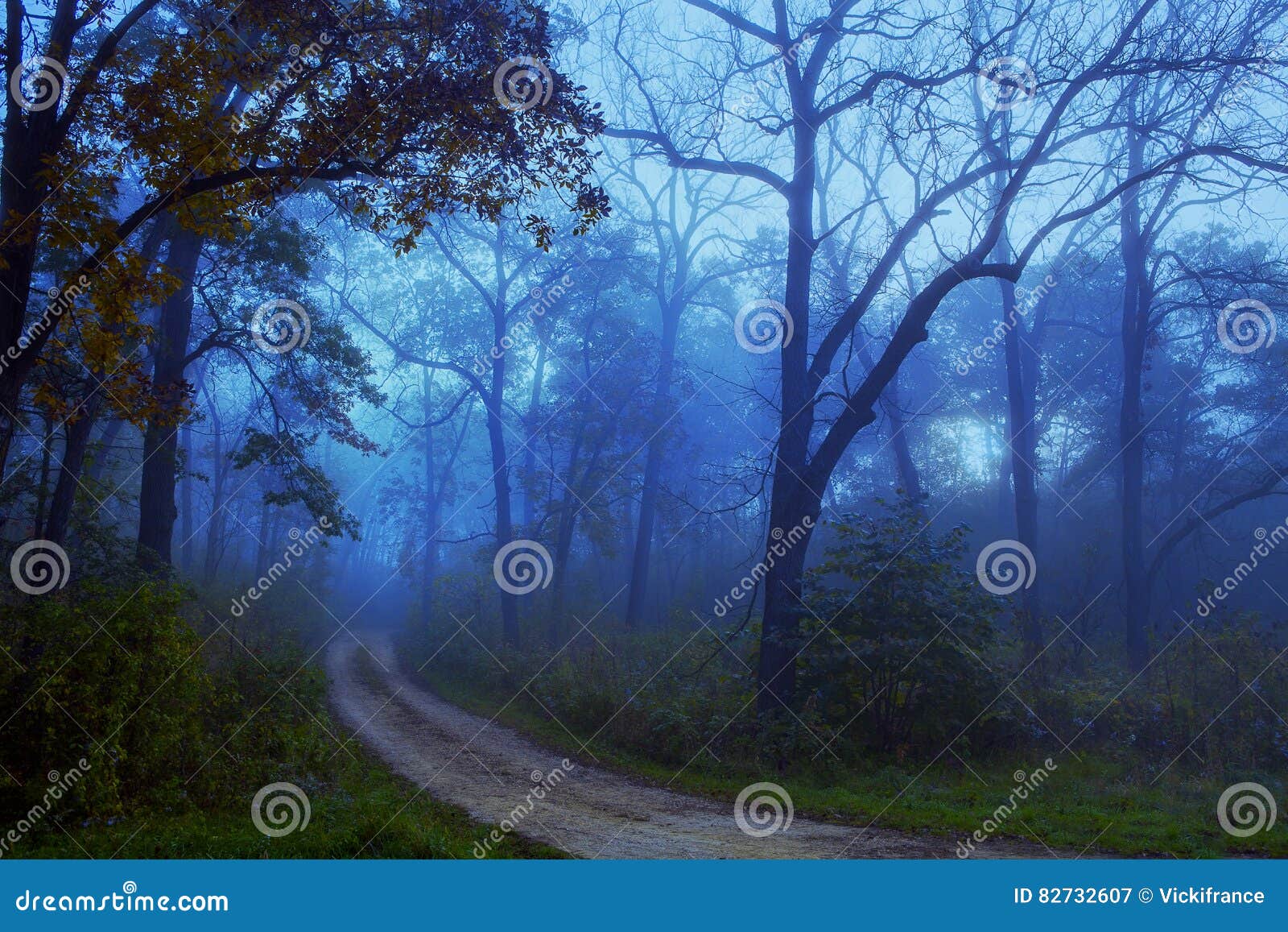 Path through Foggy Forest Woods Stock Image - Image of pathway, autumn ...