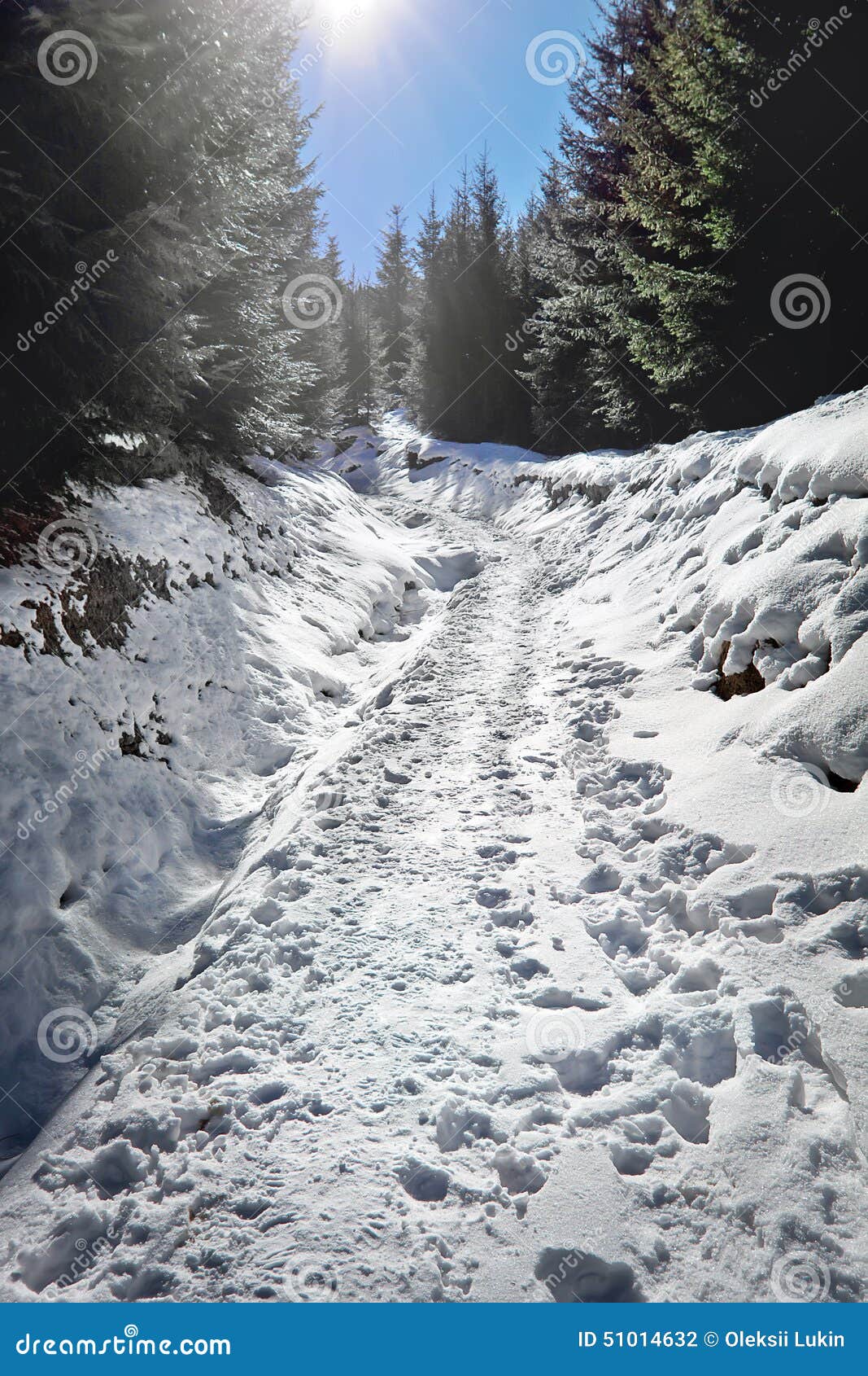 Path with Footprints in the Snowy Forest Stock Photo - Image of ...
