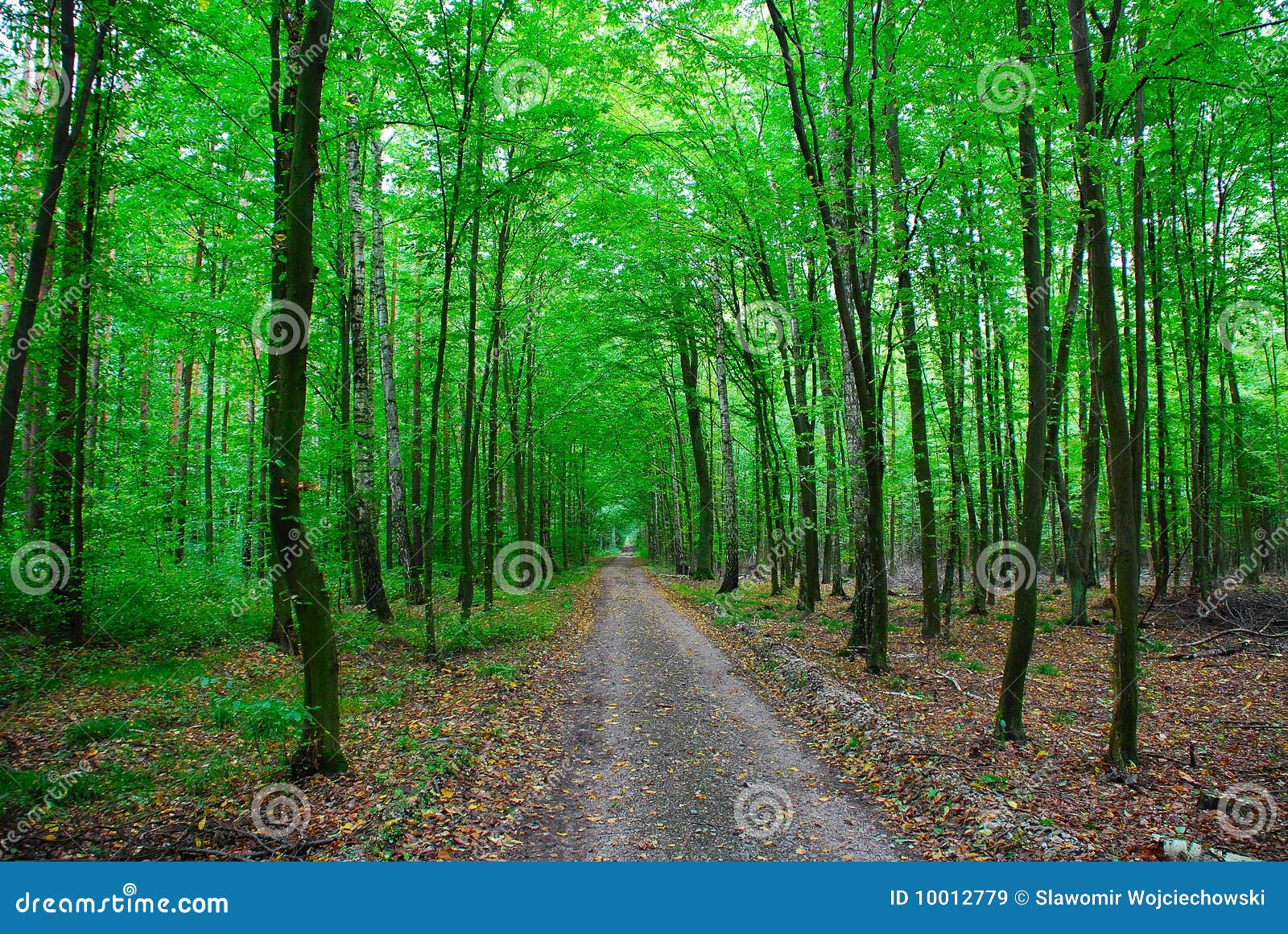 A path in the forest stock image. Image of forest, landscape - 10012779