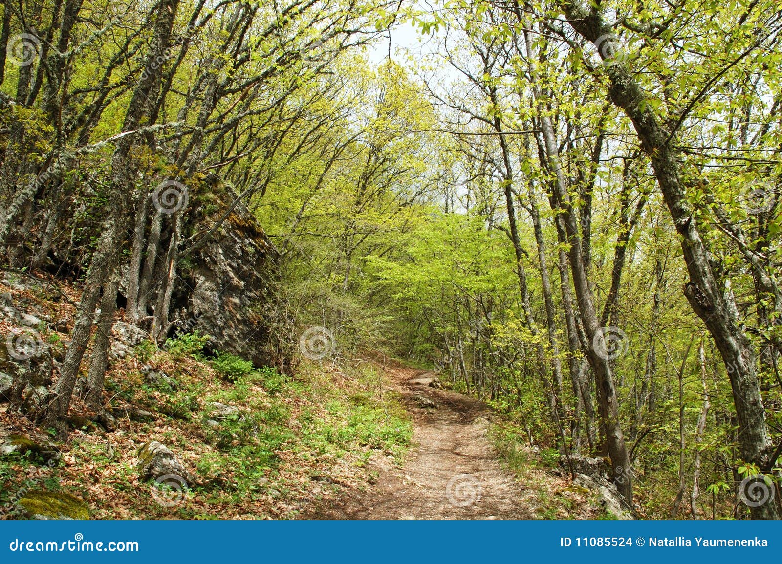 Path through the forest stock photo. Image of branch - 11085524