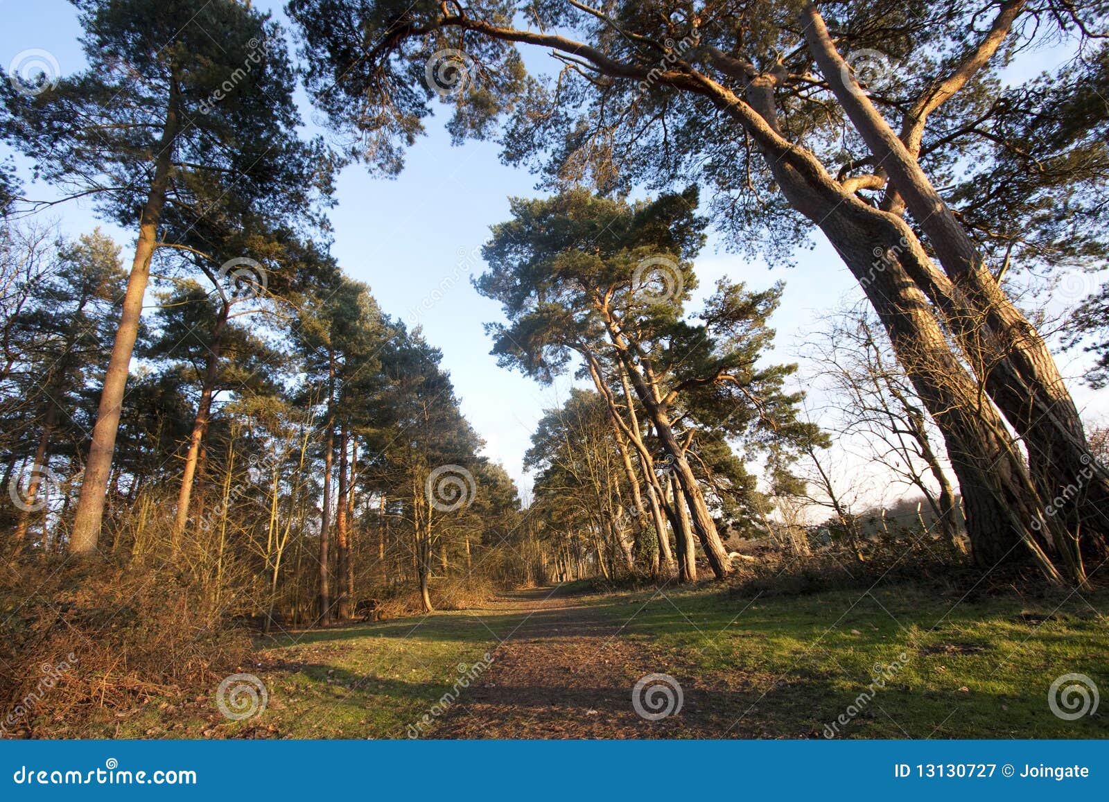 Path through the forest stock image. Image of blue, light - 13130727
