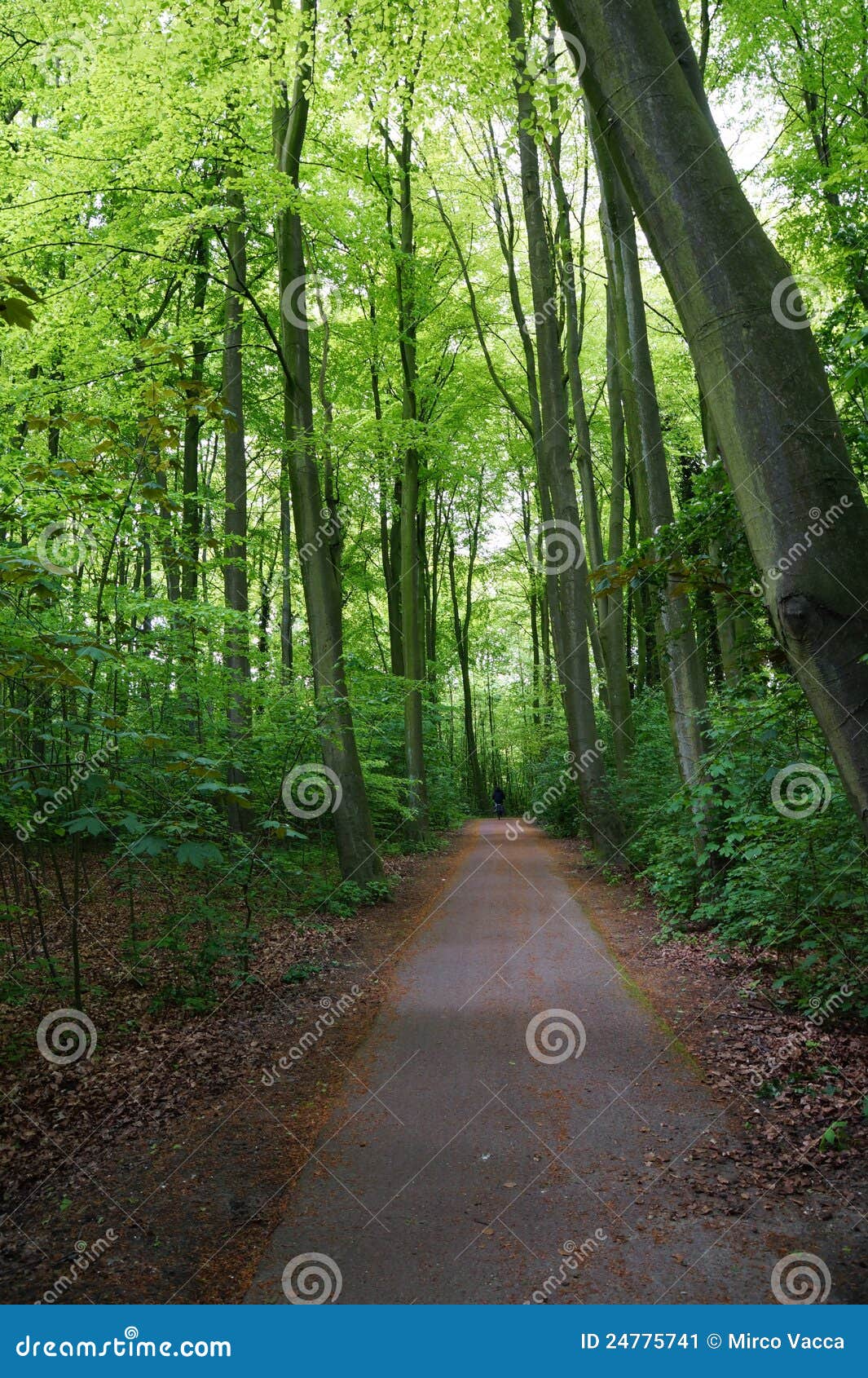 Path through a forest stock image. Image of trees, leaves - 24775741