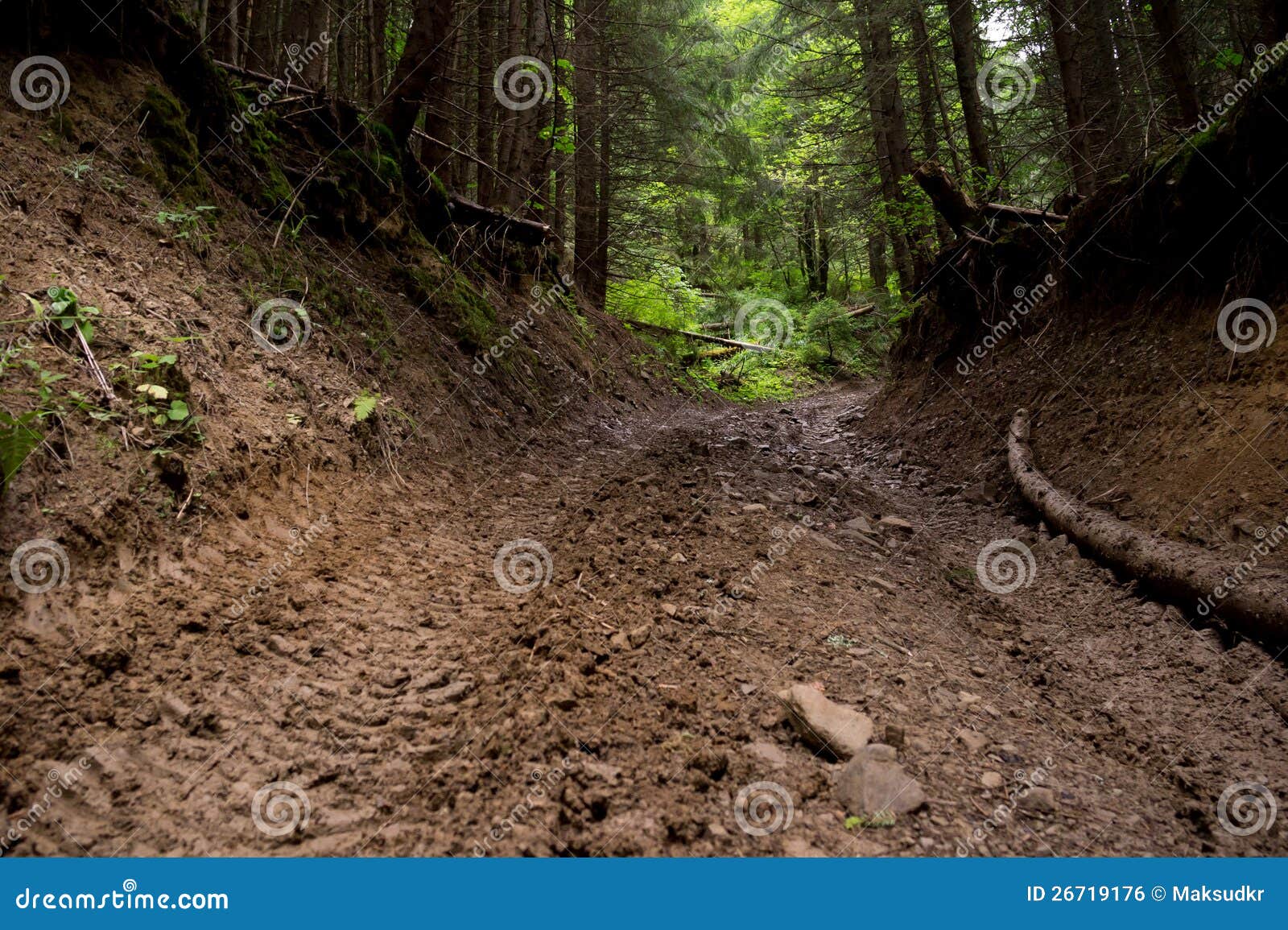Path in forest stock photo. Image of effort, pine, forest - 26719176
