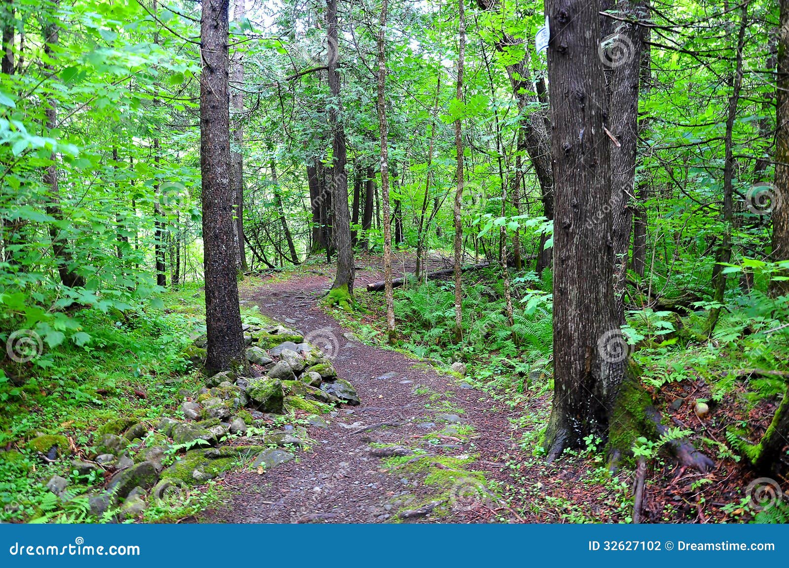 Path through forest stock photo. Image of pathway, winding - 32627102