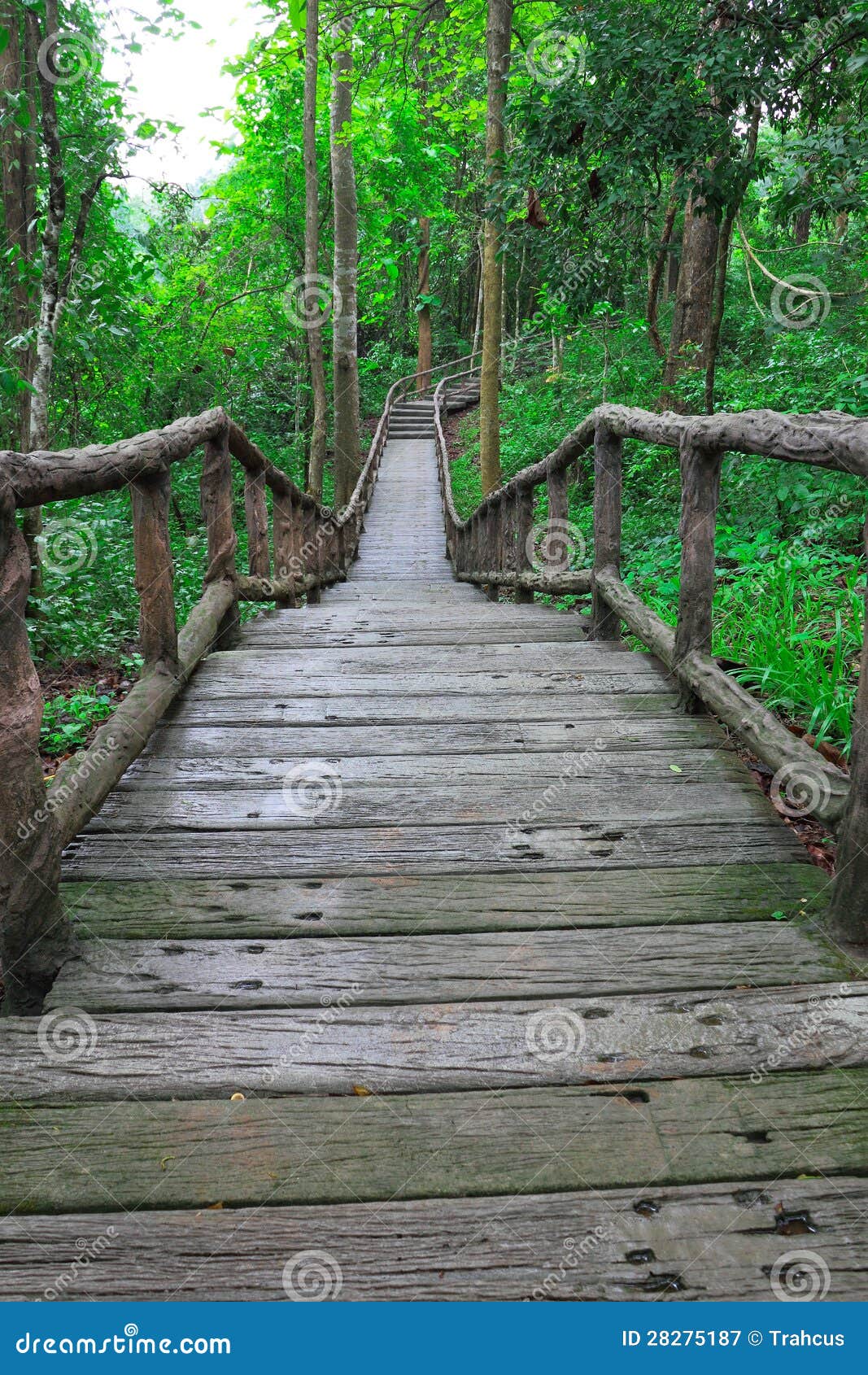 The Path into the Forest Ahead Stock Image - Image of park, forest ...