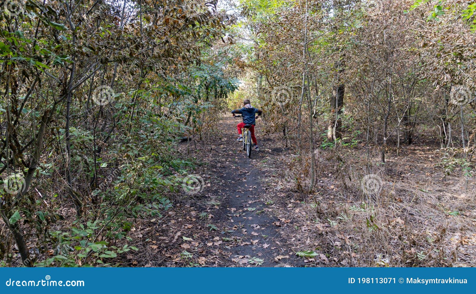 A Path in the Forest Along Which a Child Rides Stock Image - Image of ...