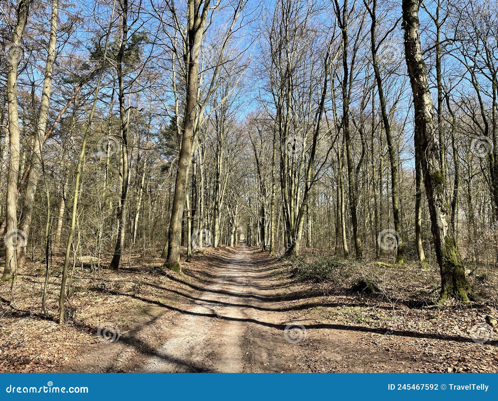 Path through the Forest Around Hoch-Elten Stock Photo - Image of ...